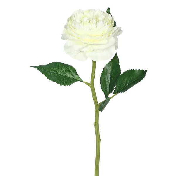 A White Rose and Playing Solitaire – Reflections Of A Gasbag